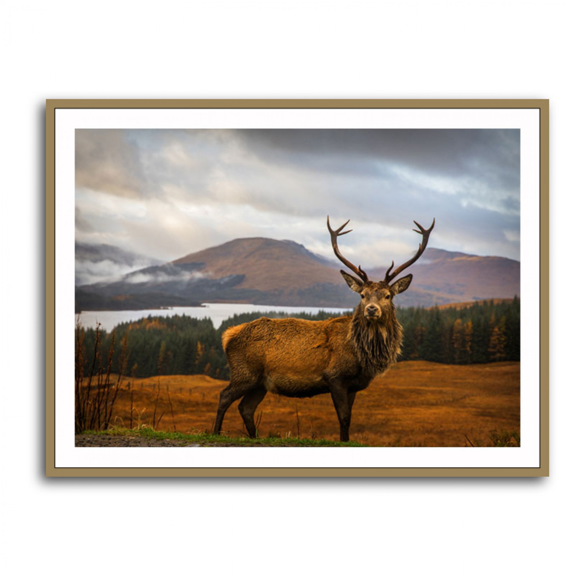 Scottish Stag Wall Art